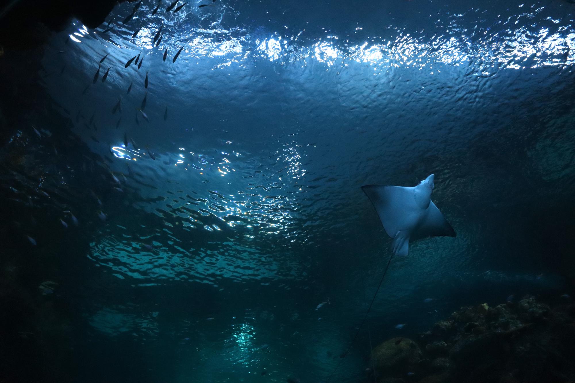 Seattle Aquarium’s Ocean Pavilion Seeks to Connect History with ...