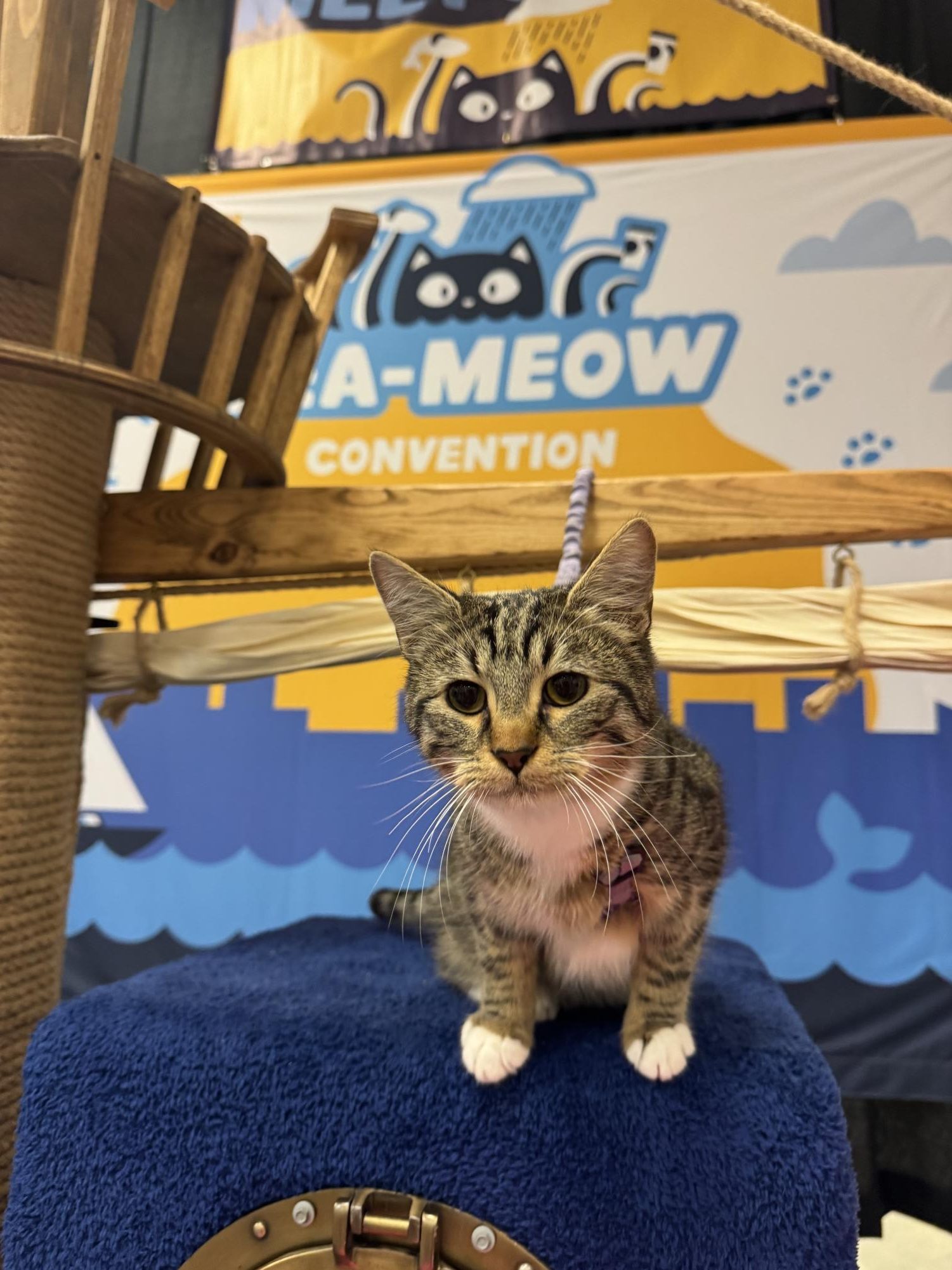 Sea-Meow Con Hosts Feline Festivities – The Spectator